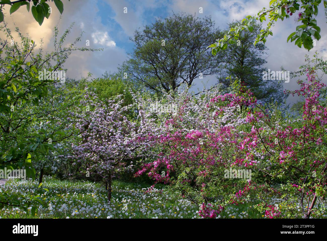 Colorful apple tree in spring in Denmark Stock Photo - Alamy