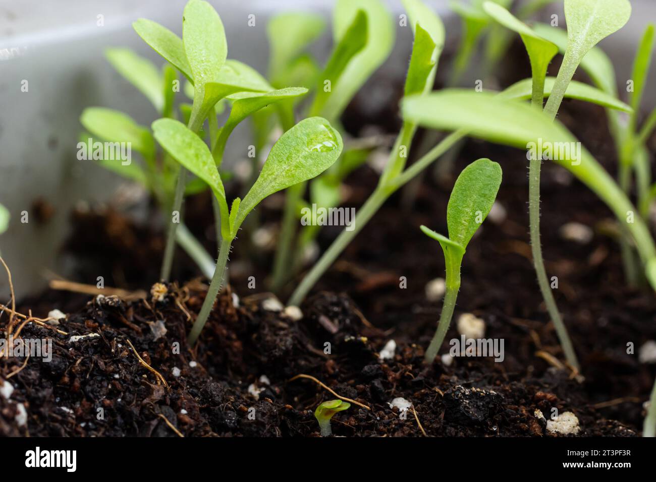 Top view of young plants seedlings in soil. Seedlings are prepared ...
