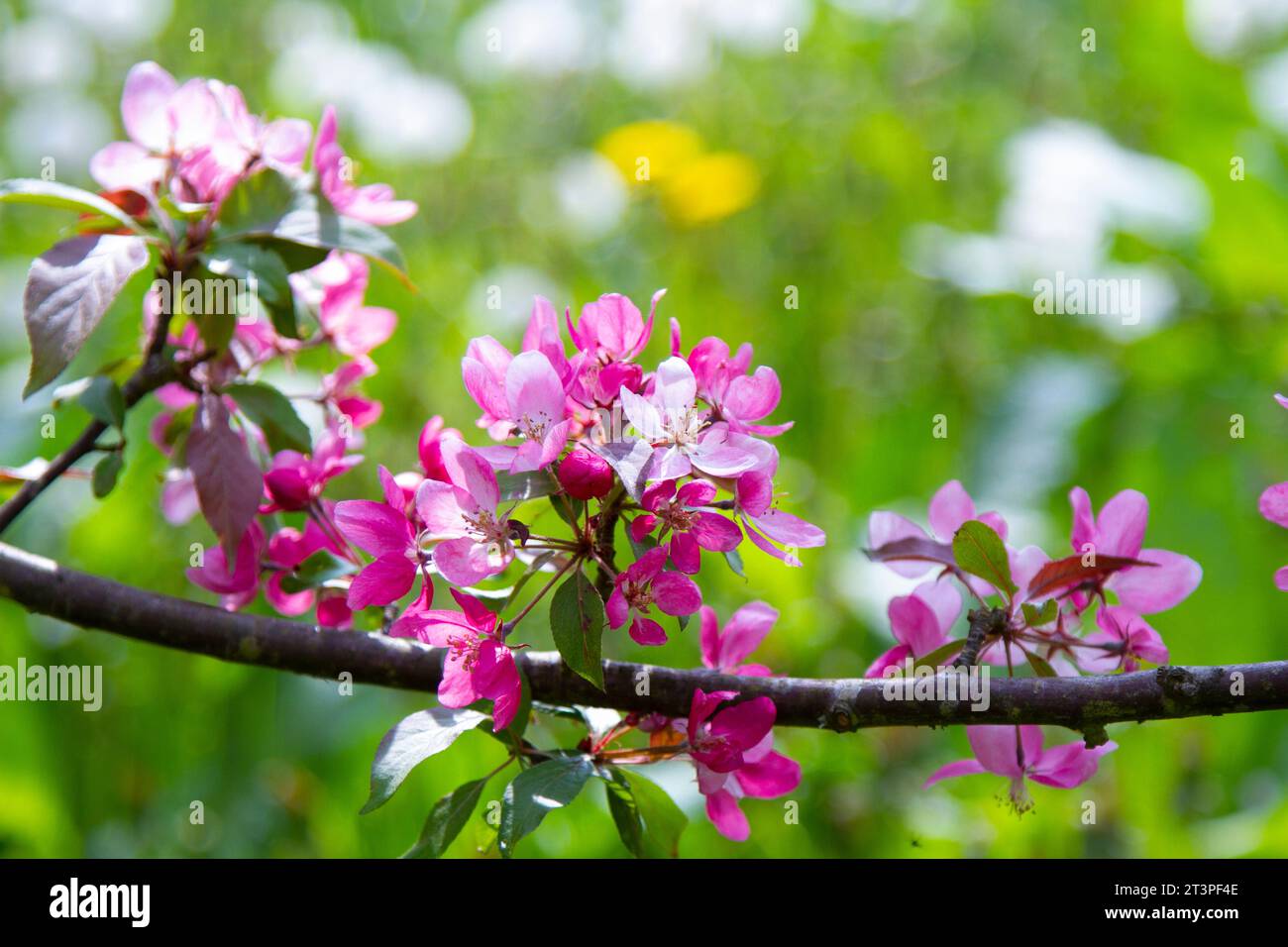 Colorful apple tree in spring in Denmark Stock Photo - Alamy