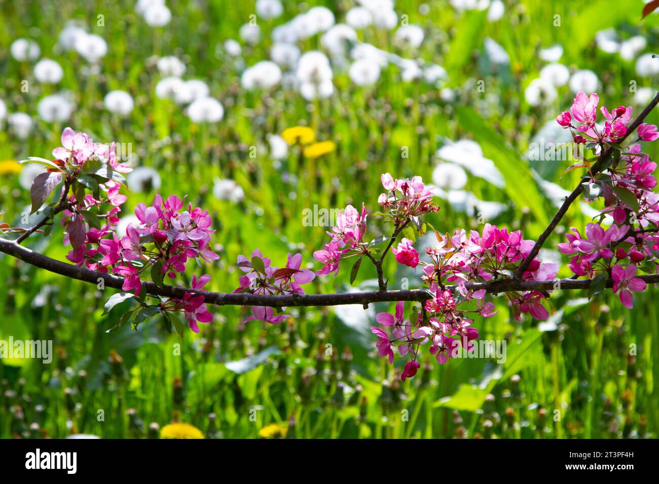 Colorful apple tree in spring in Denmark Stock Photo - Alamy