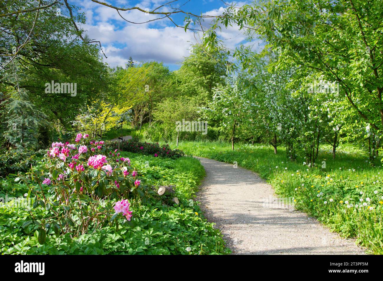 Colorful apple tree in spring in Denmark Stock Photo - Alamy