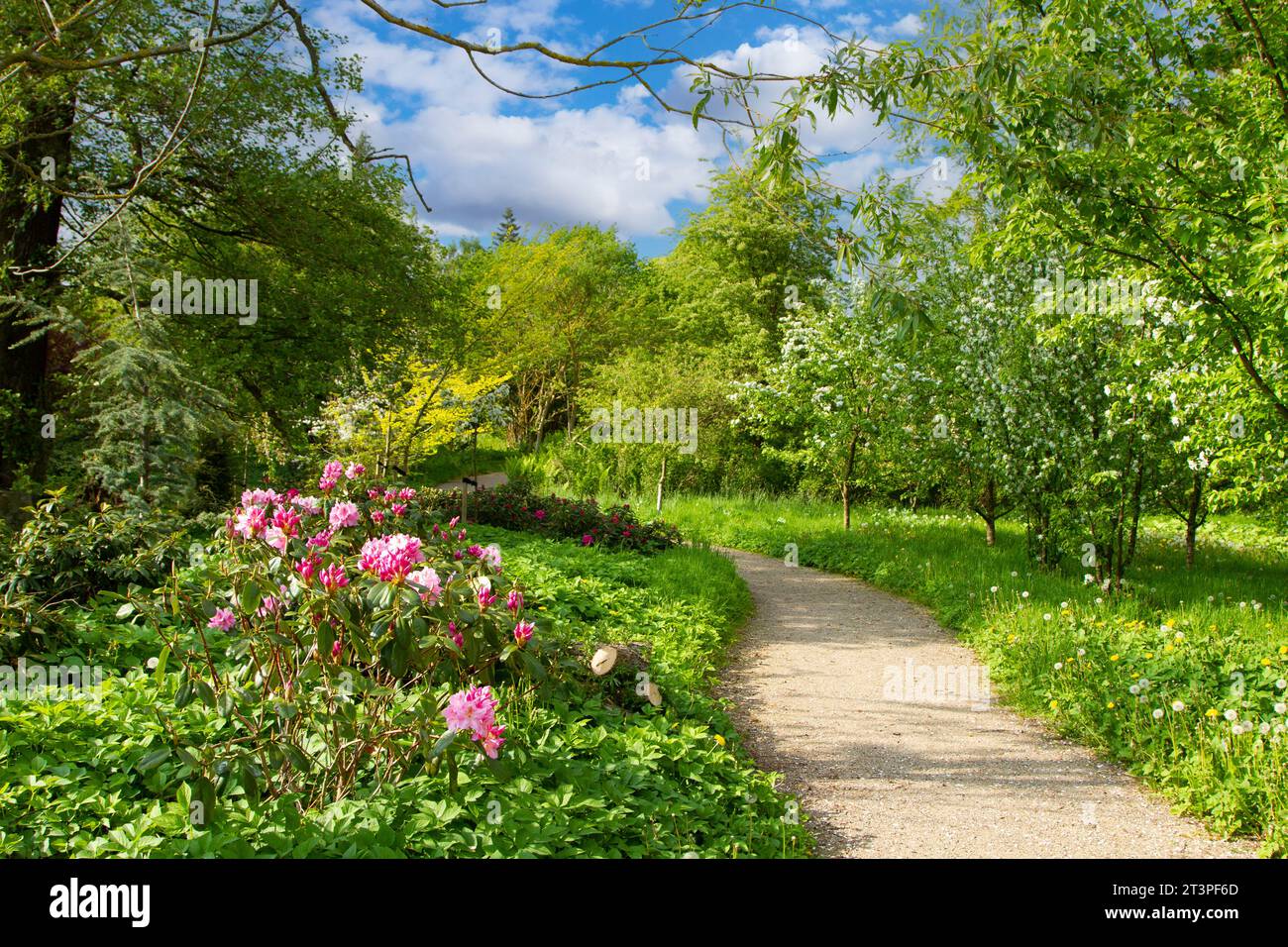Colorful apple tree in spring in Denmark Stock Photo - Alamy