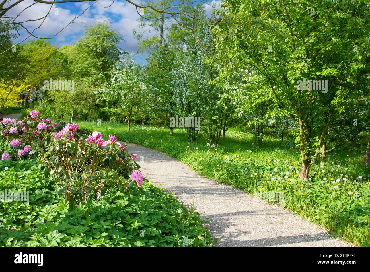 Colorful apple tree in spring in Denmark Stock Photo - Alamy