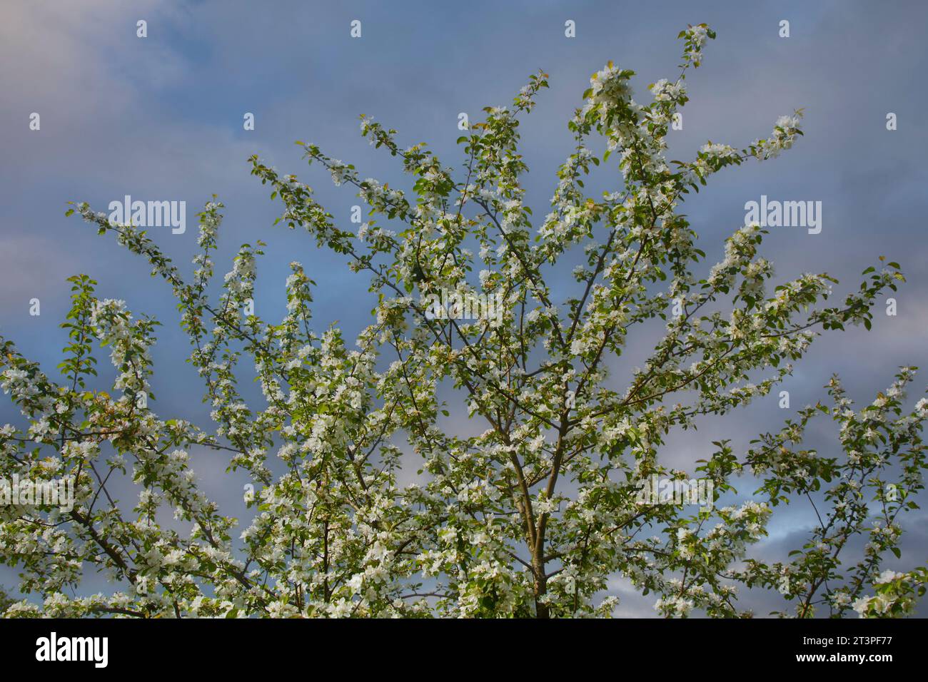 Colorful apple tree in spring in Denmark Stock Photo - Alamy