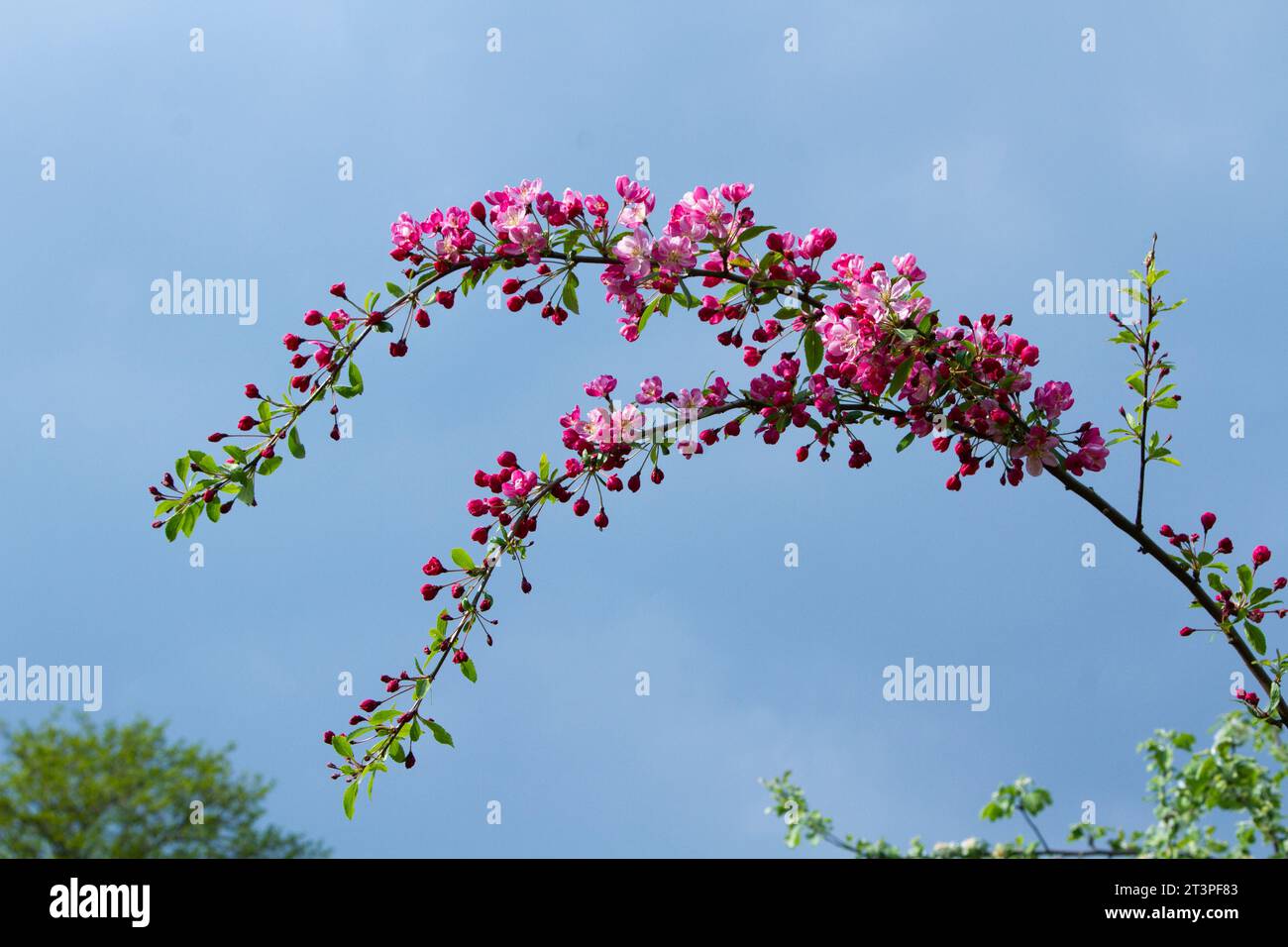 Beautifully blooming apple trees hi-res stock photography and images ...