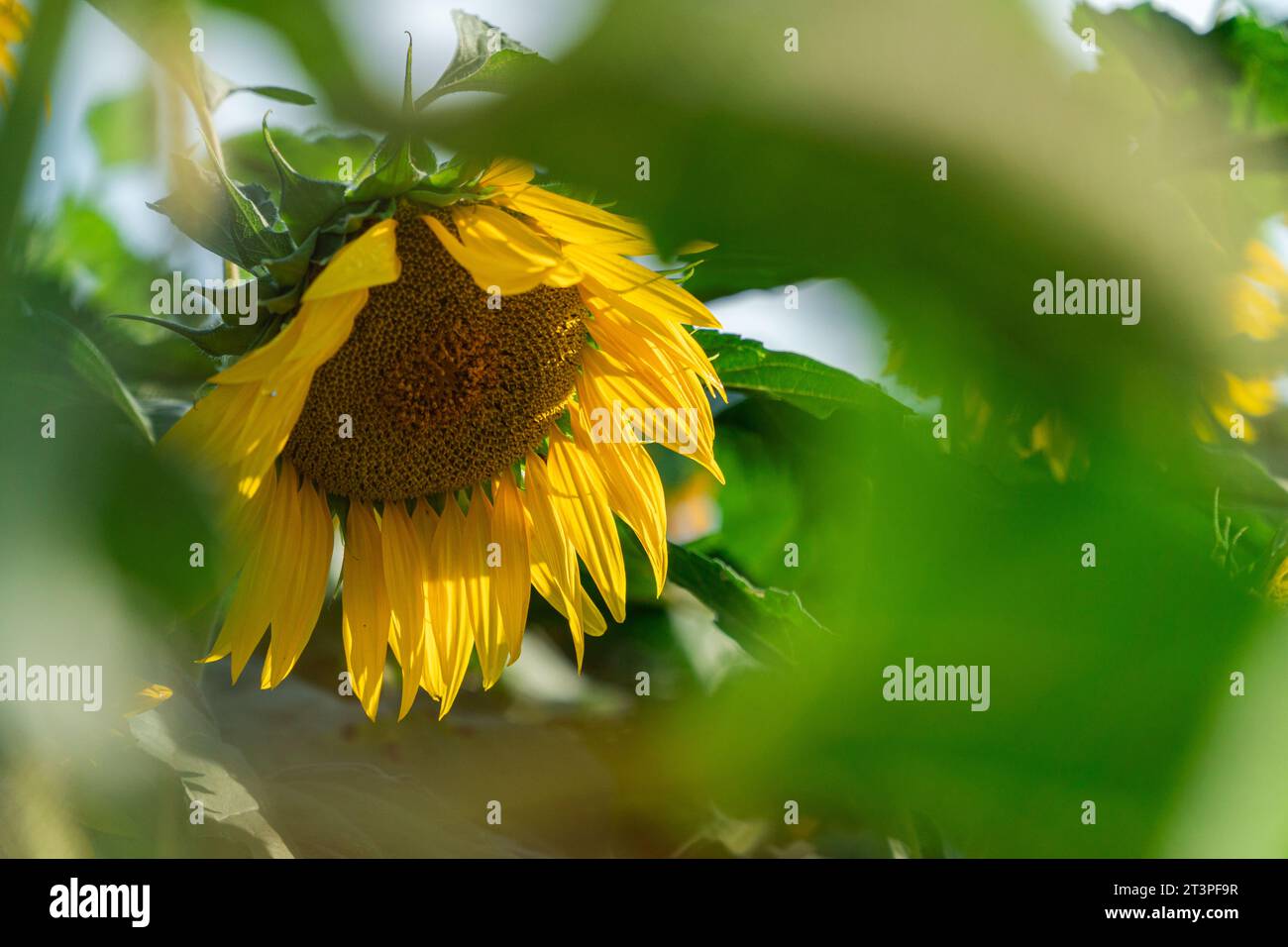 Sunflowers blooming in clear weather Stock Photo - Alamy