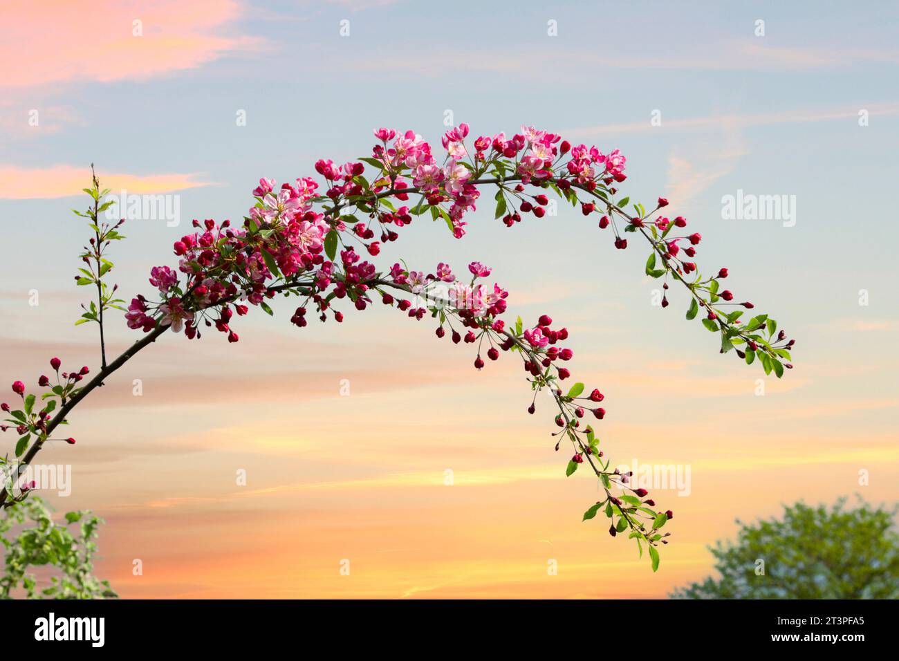 Colorful apple tree in spring in Denmark Stock Photo - Alamy