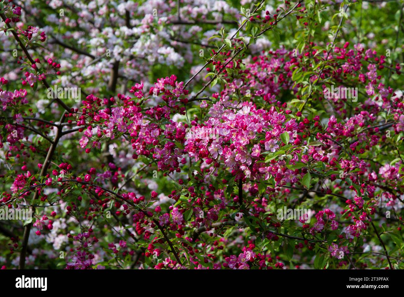 Colorful apple tree in spring in Denmark Stock Photo - Alamy
