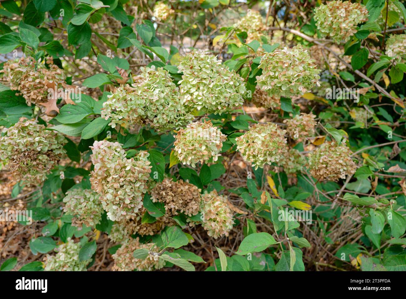 In full bloom mature hydrangea bush turning color and dry brown flower ...