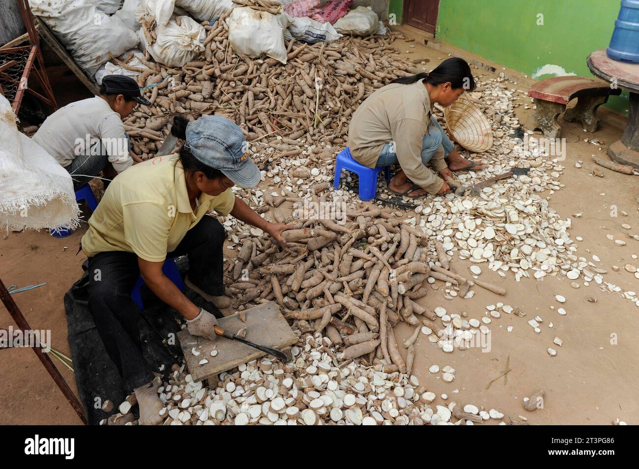 Laos, food processing LAO PDR, Vientiane Province, women chop cassava ...