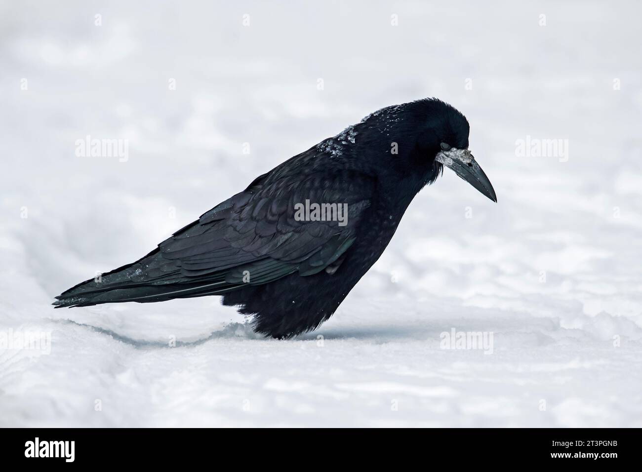 Rook on ground hi-res stock photography and images - Alamy