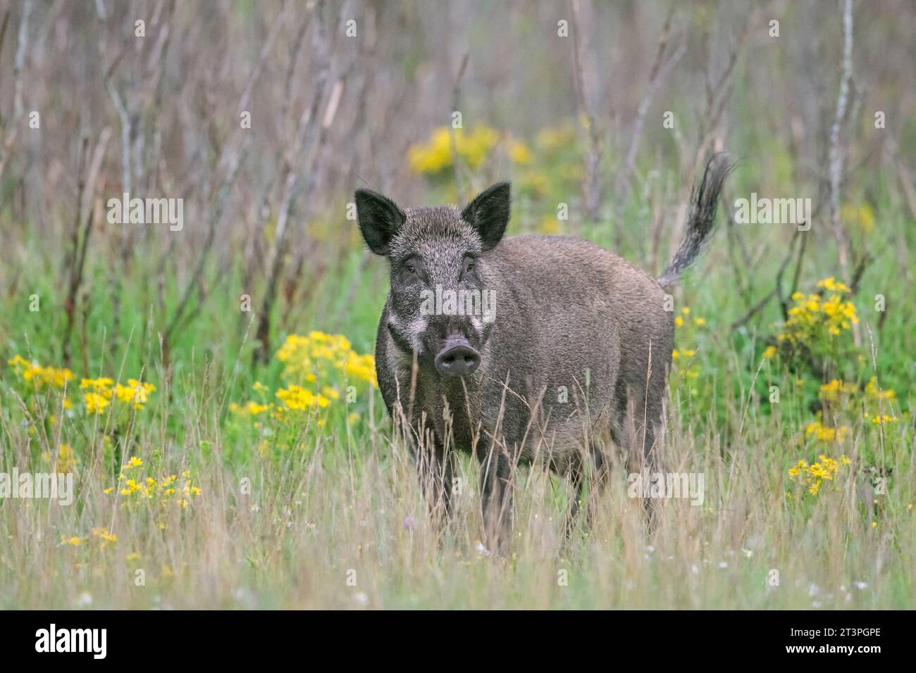 Solitary wild boar (Sus scrofa) sow / female foraging in brushwood ...