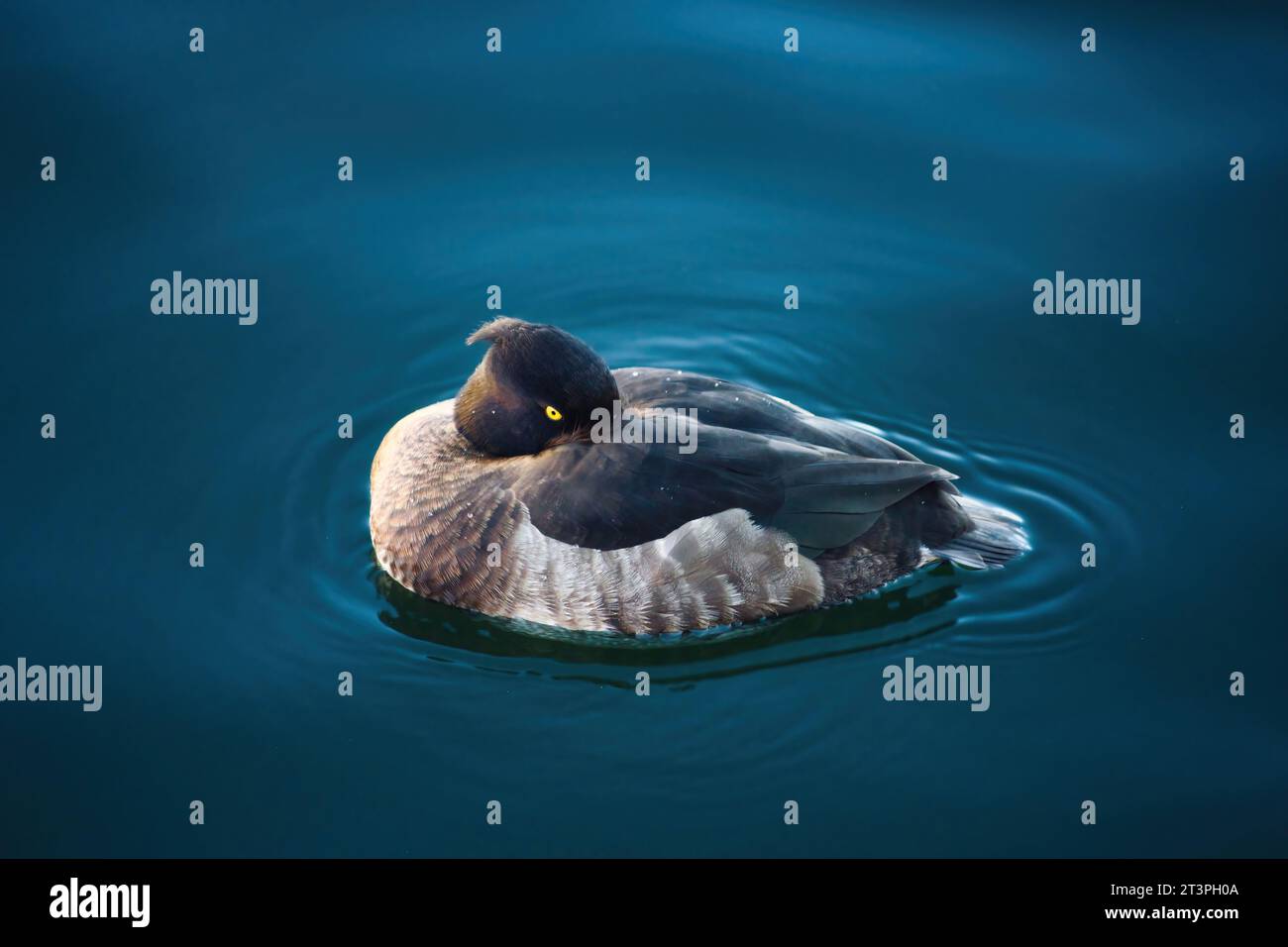A single Tufted Duck (Aythya fuligula) isolated against blue water ...