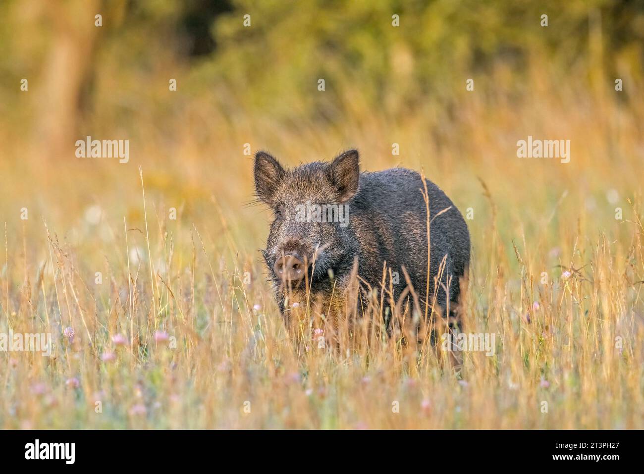Solitary wild boar (Sus scrofa) sow / female foraging in grassland ...