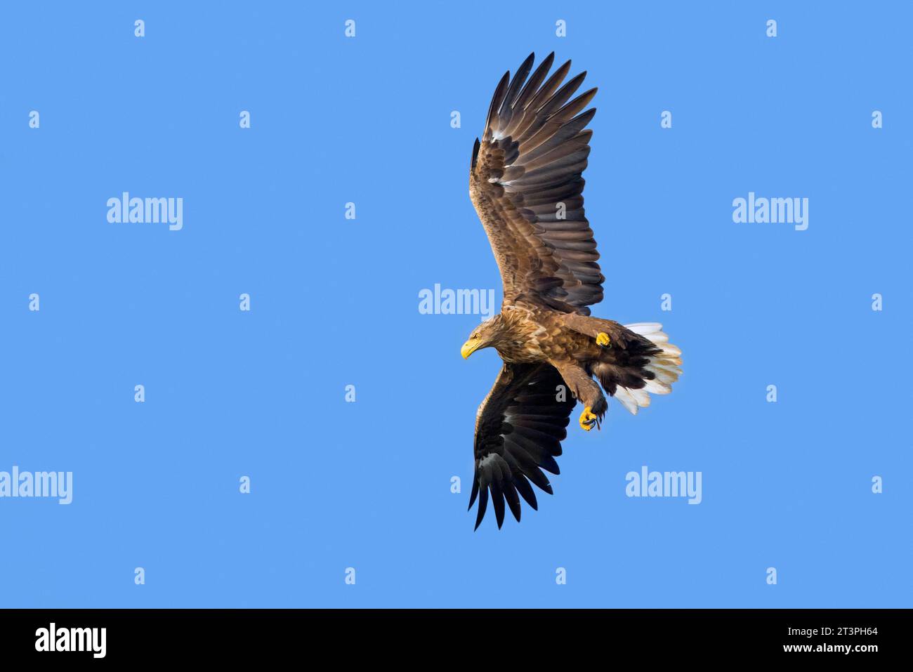 White-tailed eagle / Eurasian sea eagle / erne (Haliaeetus albicilla ...