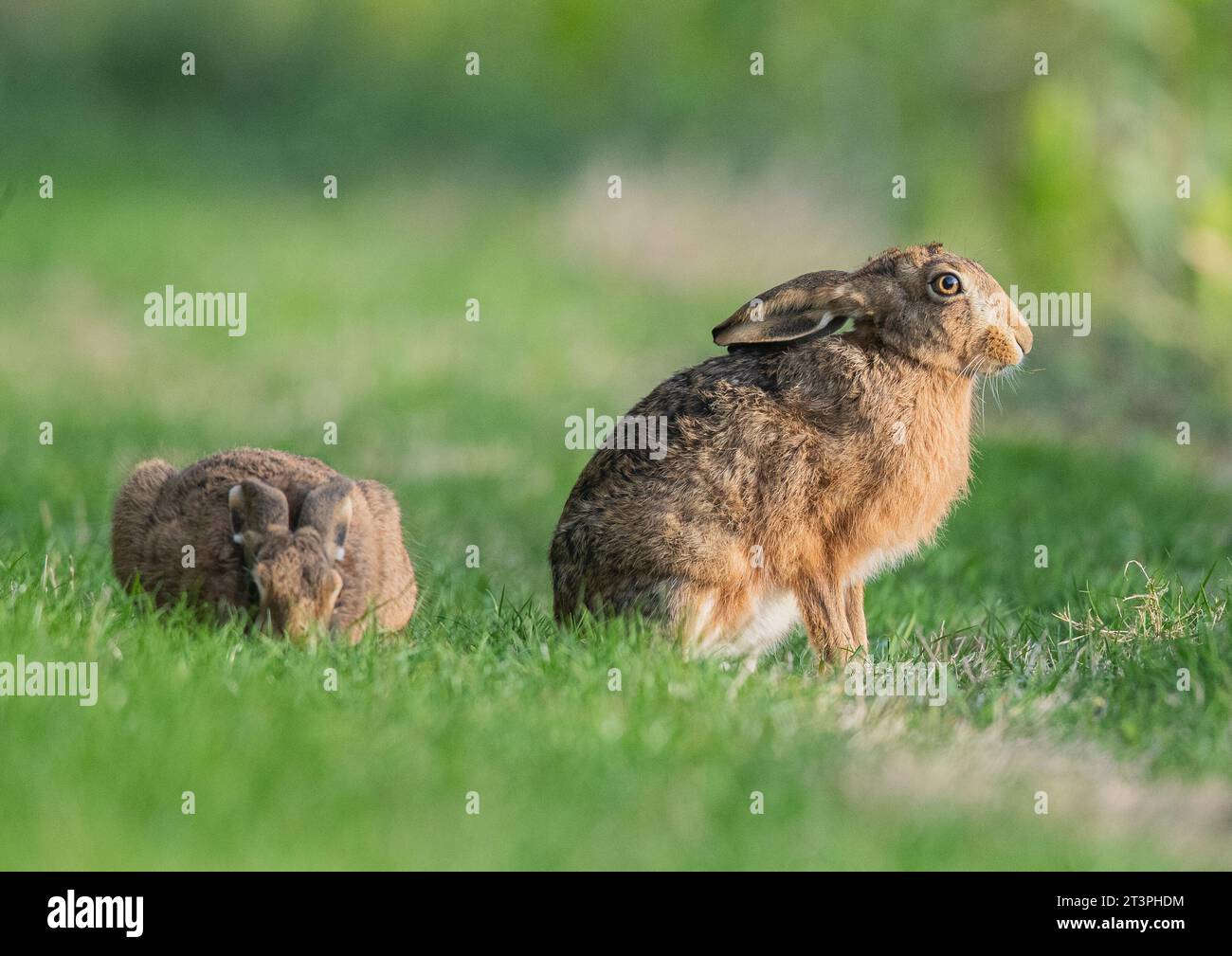 A pair of Brown Hare ( Lepus europaeus) happily feeding together on a ...