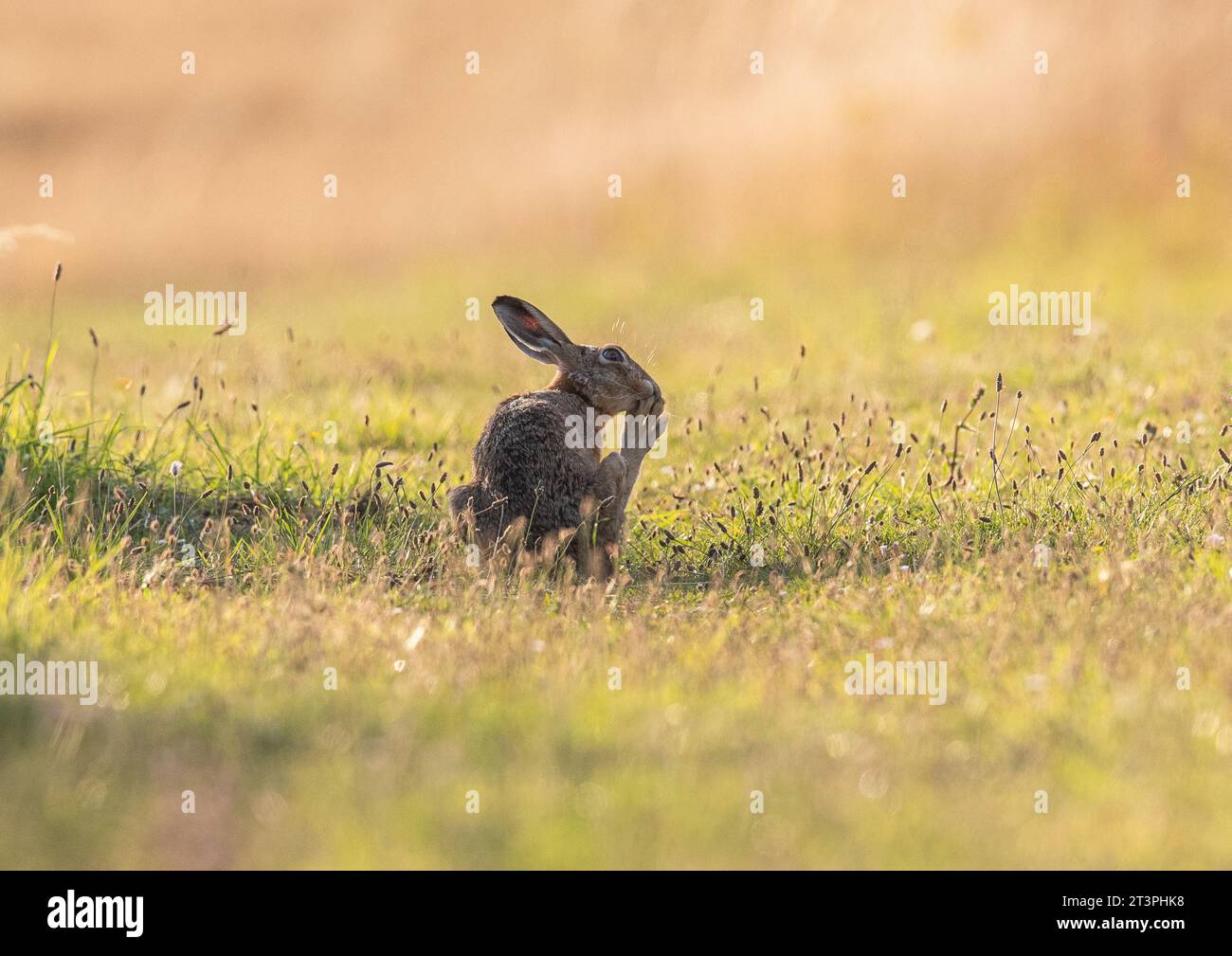 A big healthy Brown Hare sitting sideways biting his toenails amongst ...