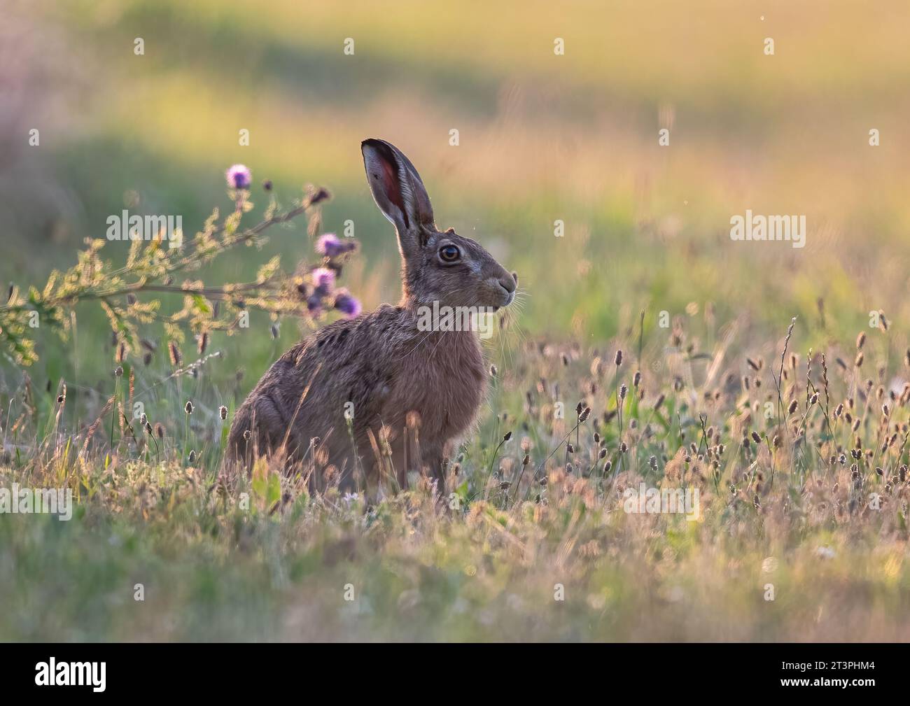 Hare thistles hi-res stock photography and images - Alamy