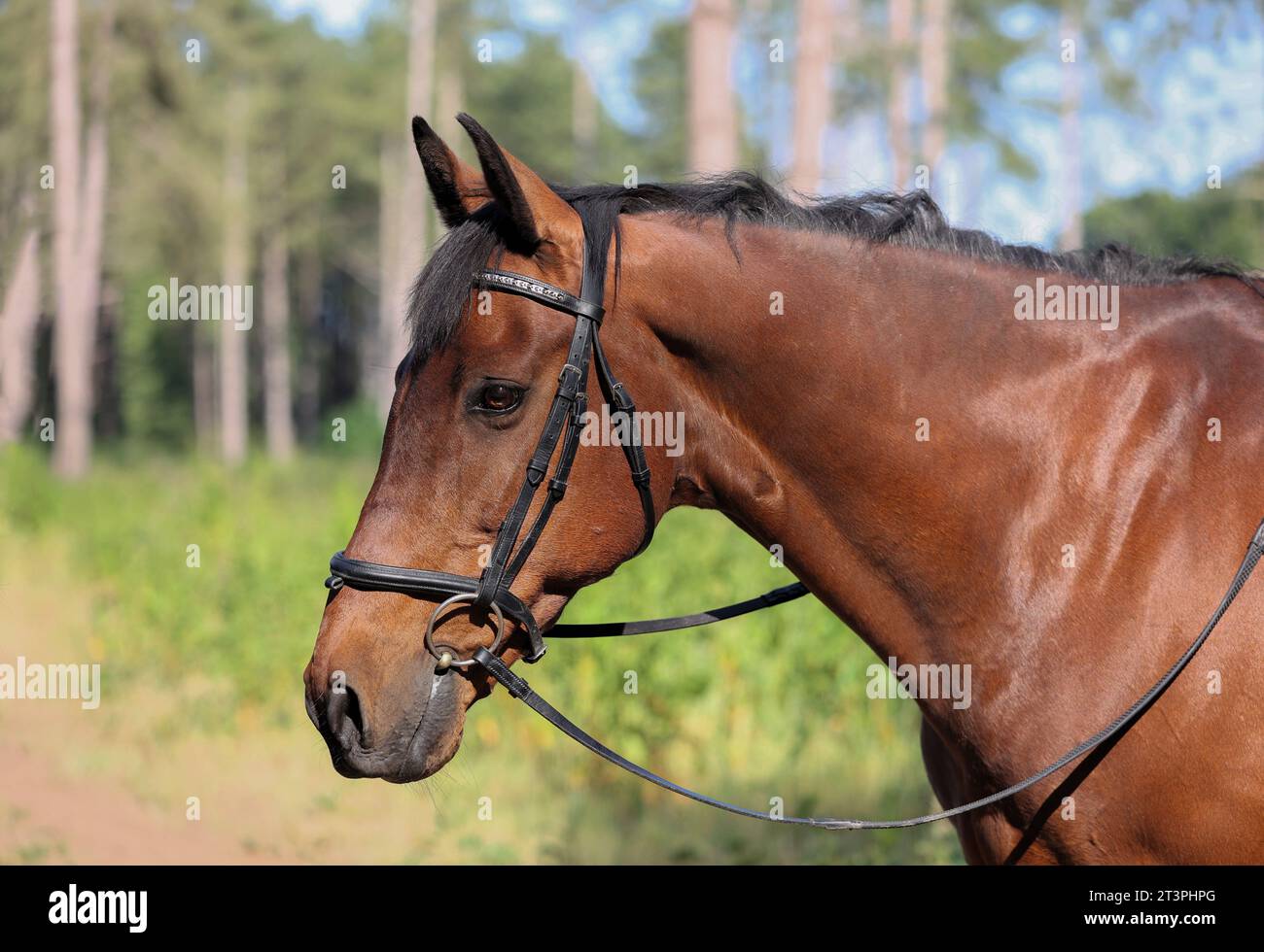 A close up a smart bay horse's head and neck . An Irish Sport hprse ...