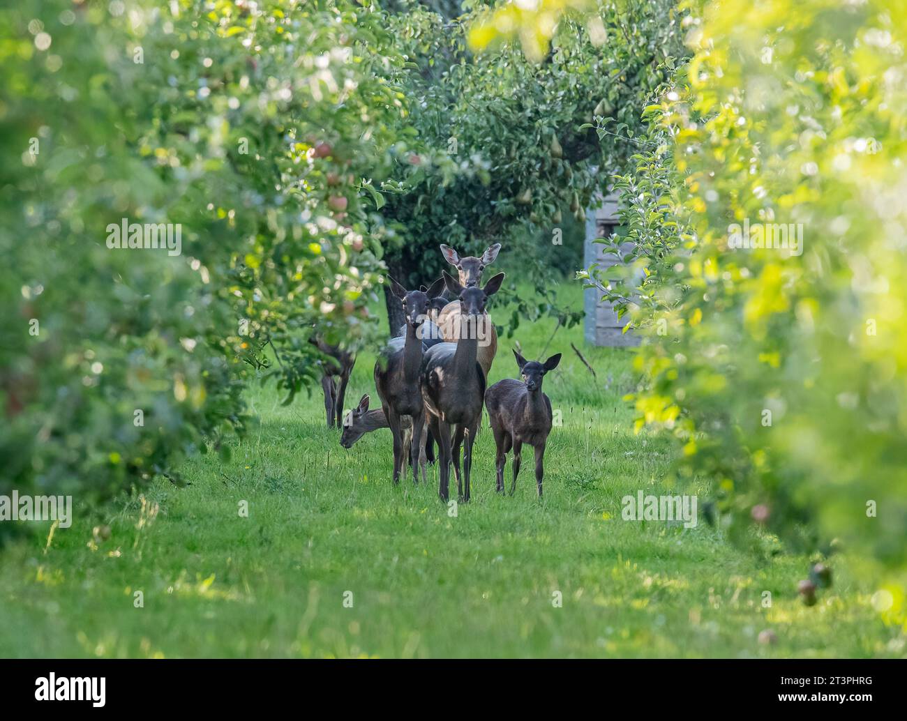 An assorted group of Fallow Deer (Dama dama) in a orchard . Shows ...