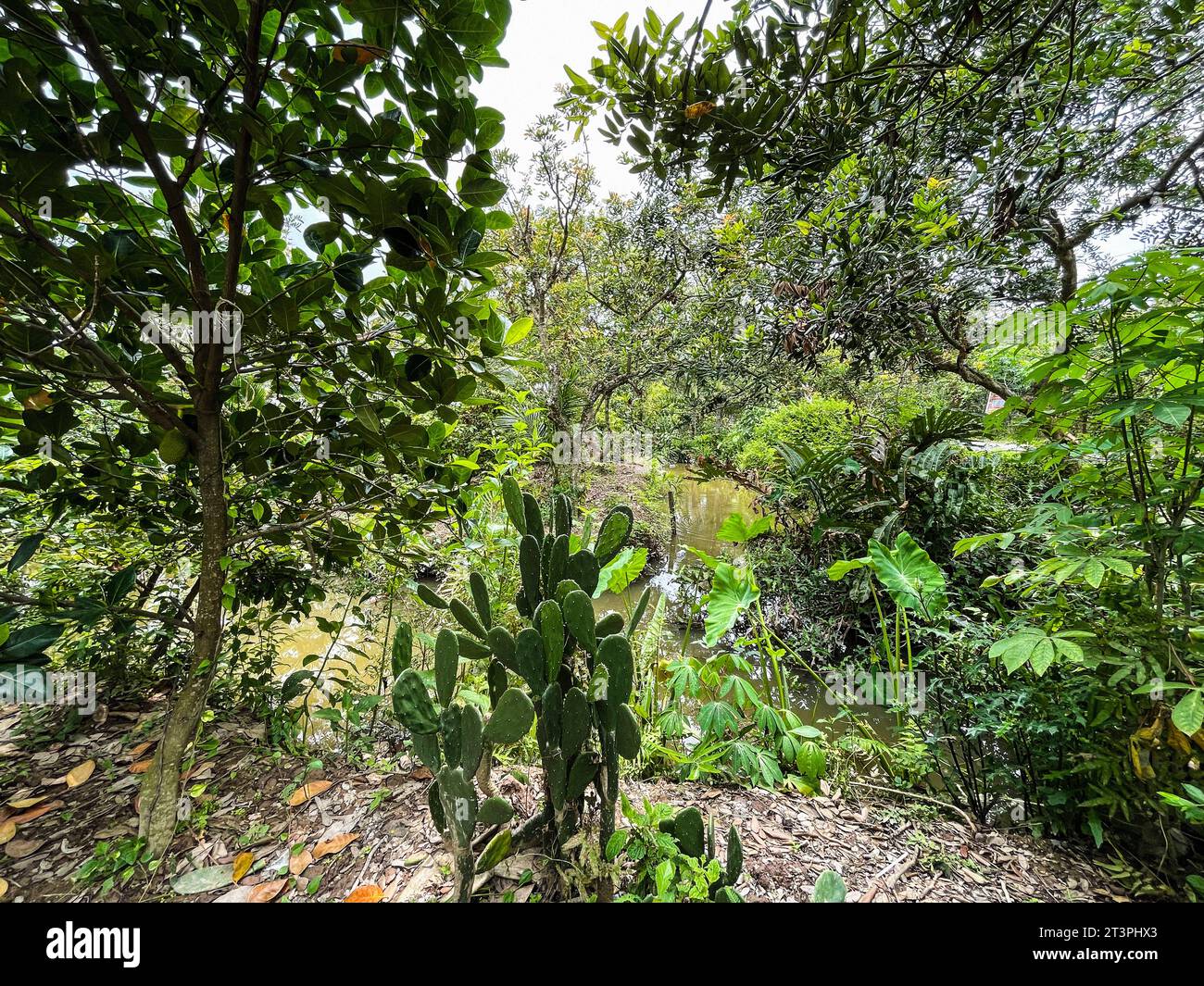 Vietnam, Mekong delta, forest Stock Photo - Alamy