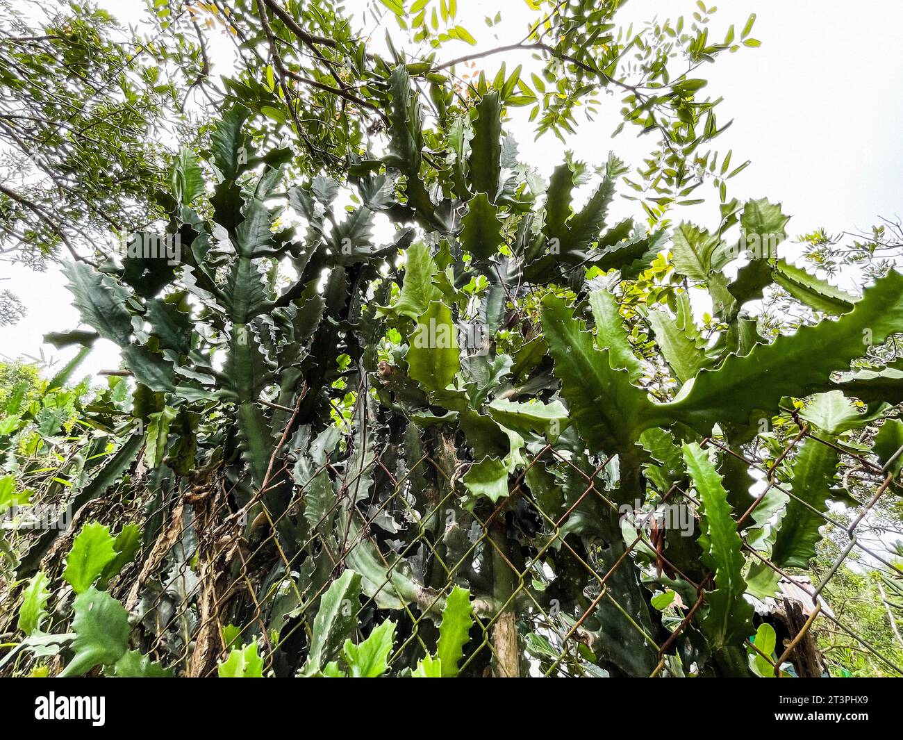 Vietnam, Mekong delta, forest Stock Photo - Alamy