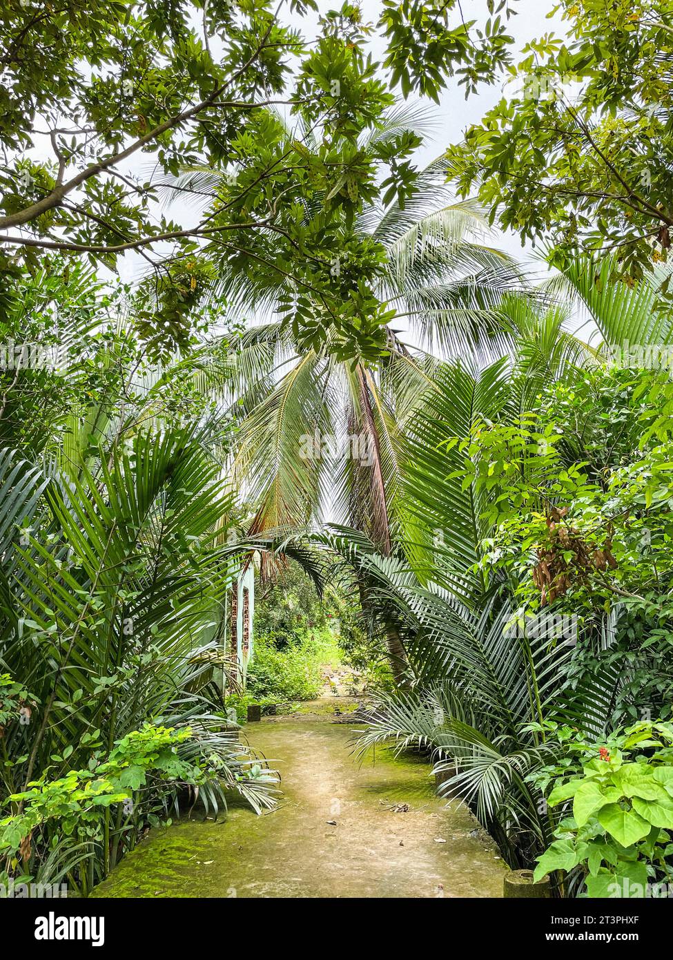 Vietnam, Mekong delta, forest Stock Photo - Alamy