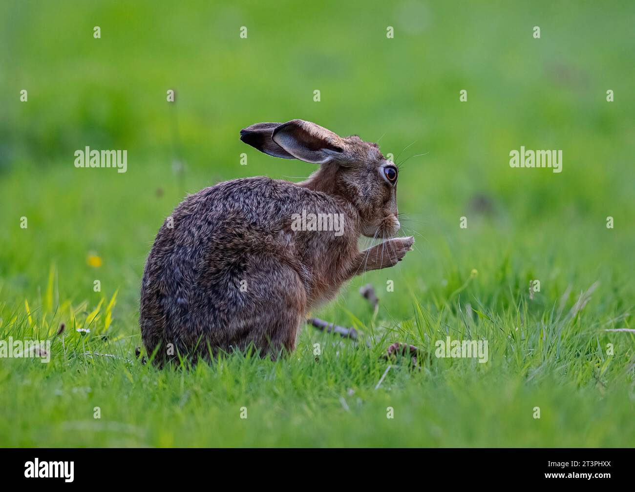 A Brown Hare , sitting up, washing it's face or making a wish with it's ...