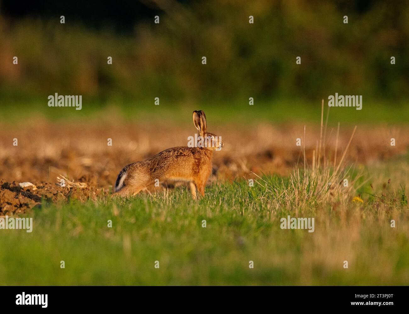 A wild Brown Hare, a shapeshifter , having a good old stretch in the ...