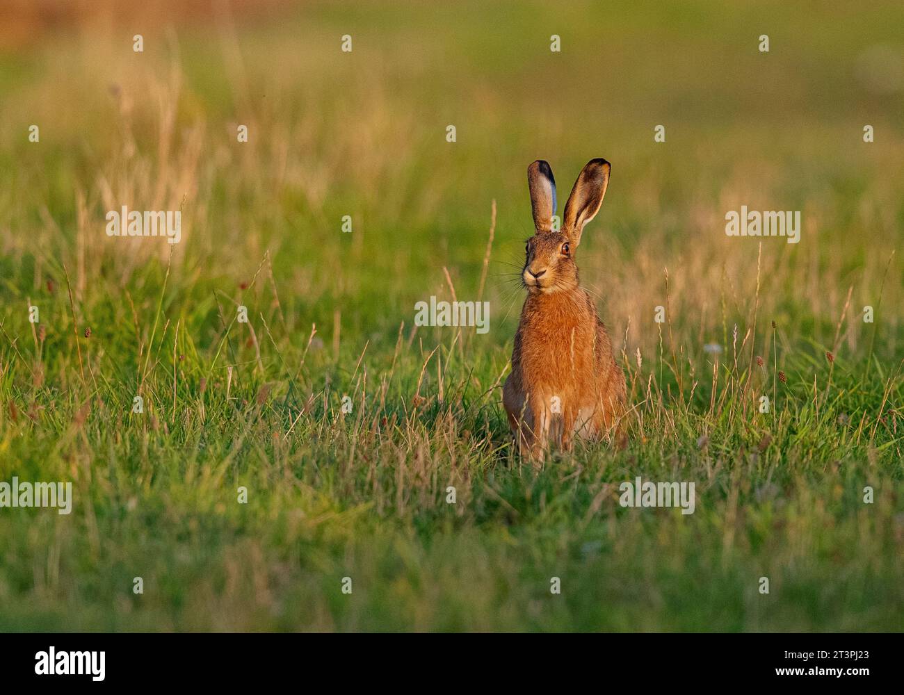 A wild Brown Hare, sitting upright and alert in a grassy meadow. Bathed ...