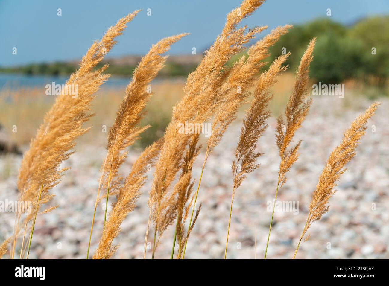 Reeds in the breeze hi-res stock photography and images - Alamy