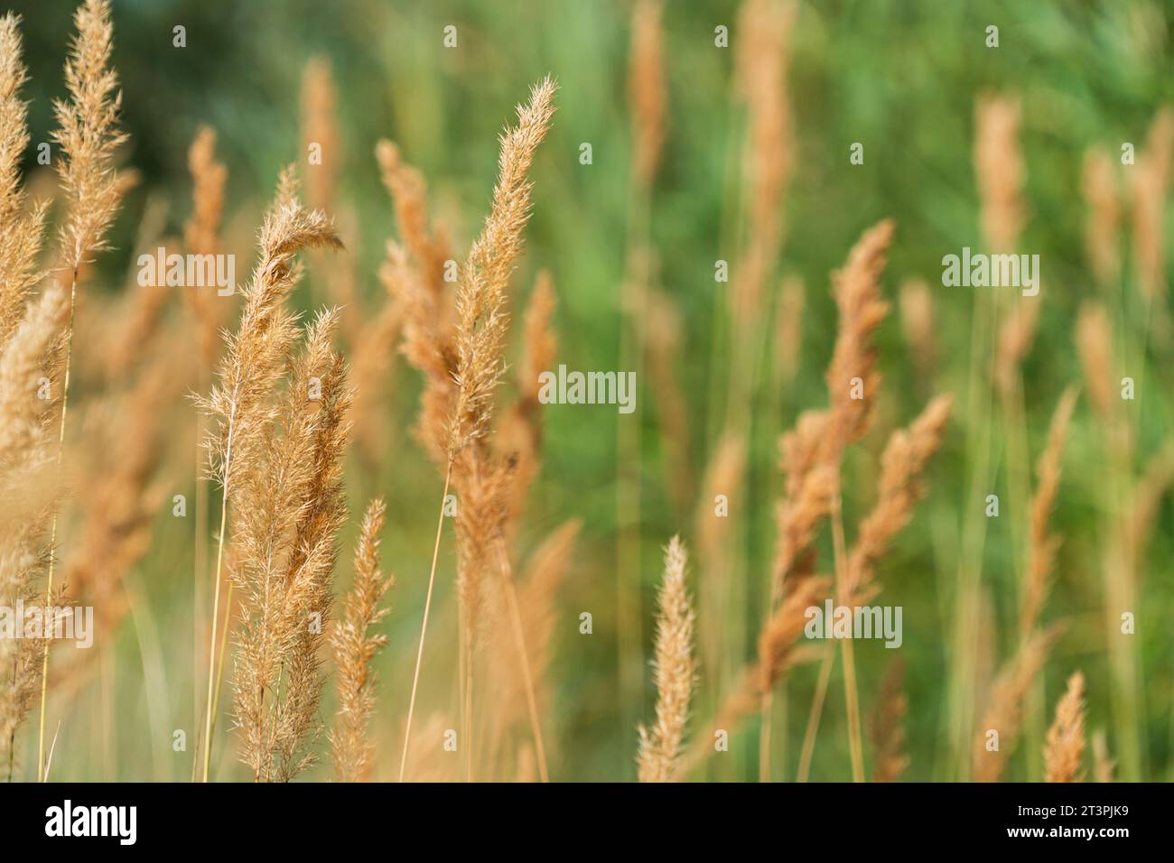 Reeds blowing hi-res stock photography and images - Alamy