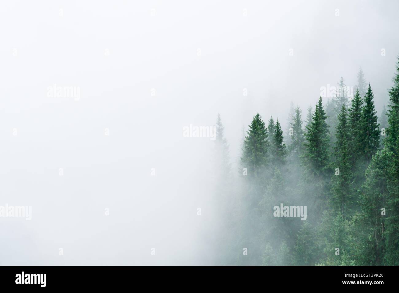 Aerial photography of the hazy primitive forest amidst clouds and mist ...