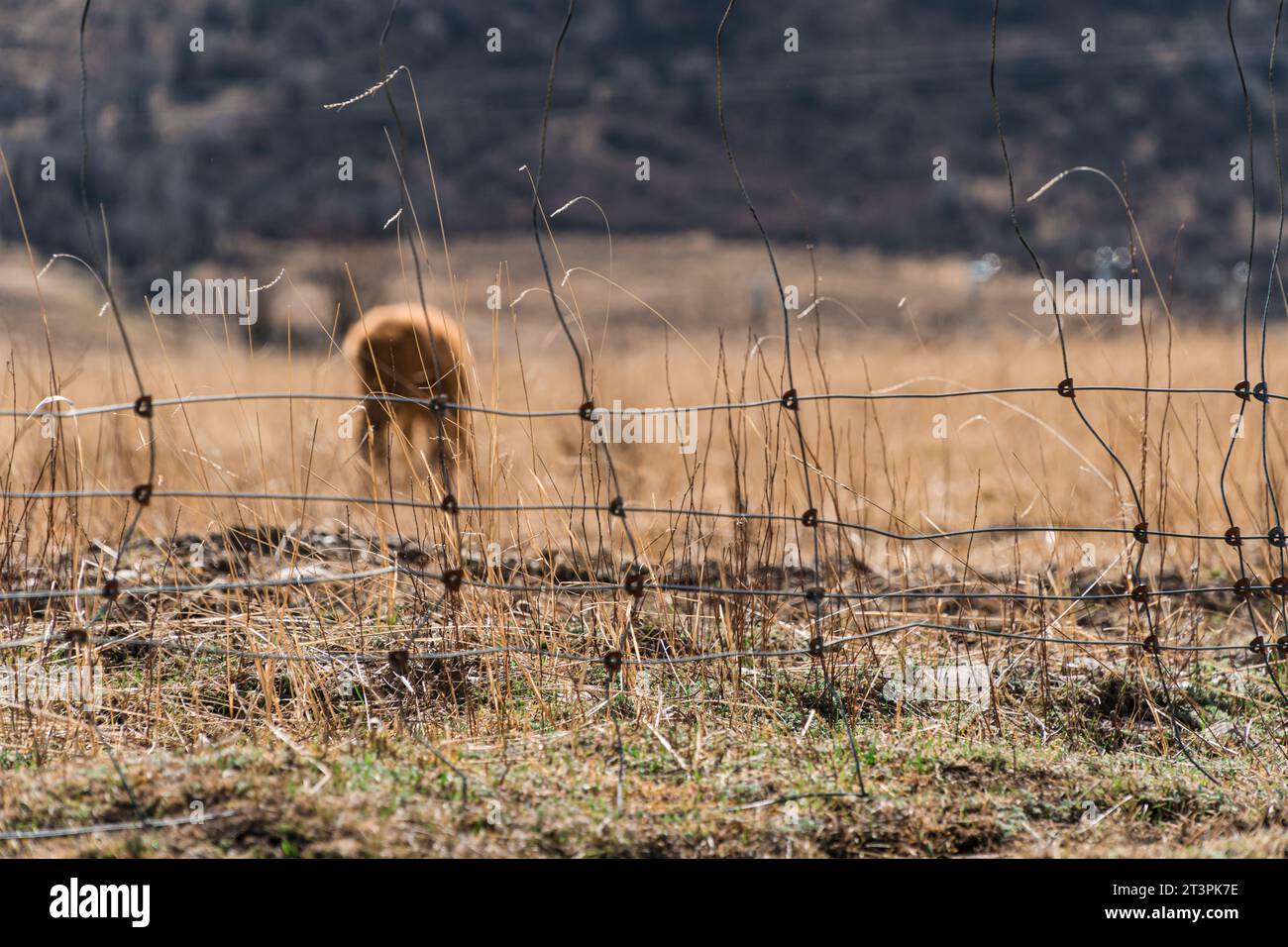 Cattle and sheep searching for food Stock Photo - Alamy