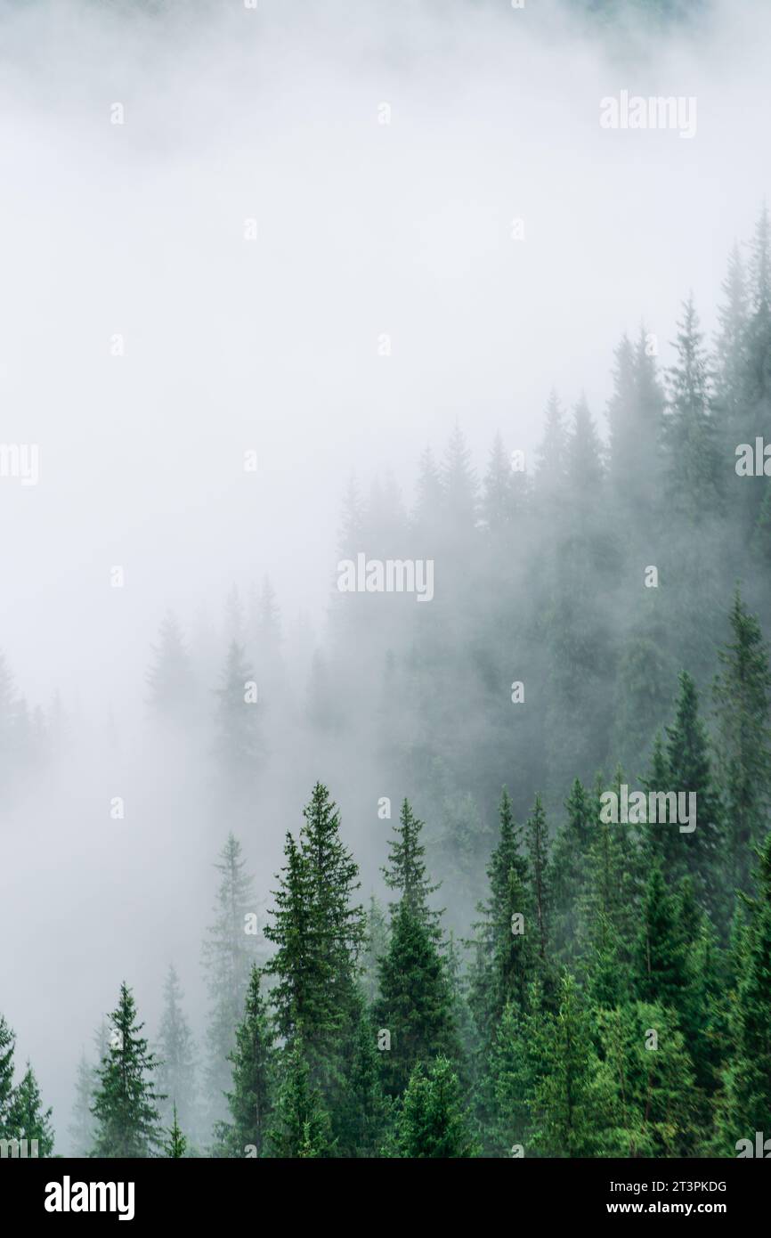 Aerial photography of the hazy primitive forest amidst clouds and mist ...