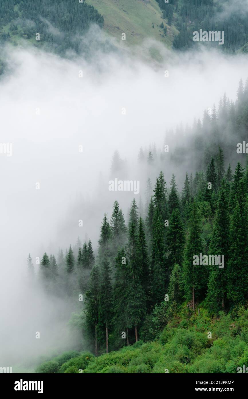 Aerial photography of the hazy primitive forest amidst clouds and mist ...