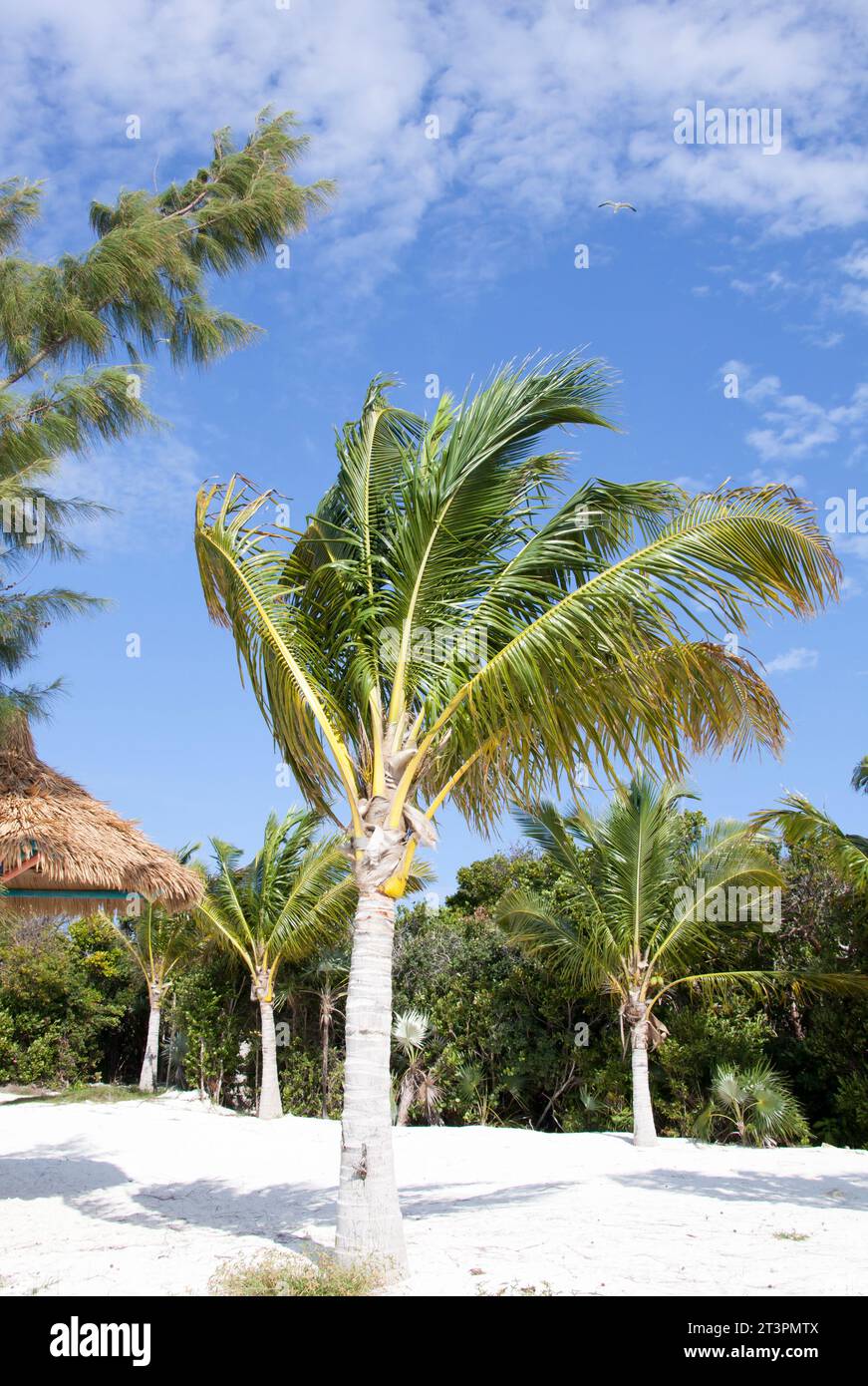 Little palm trees on a windy day on Little Stirrup Cay island beach ...