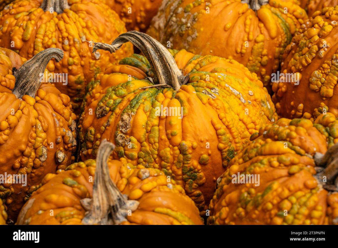 Knotty pumpkin fall display at the Atlanta Botanical Garden in Midtown ... Knotty pumpkin fall display at the Atlanta Botanical Garden in Midtown ...