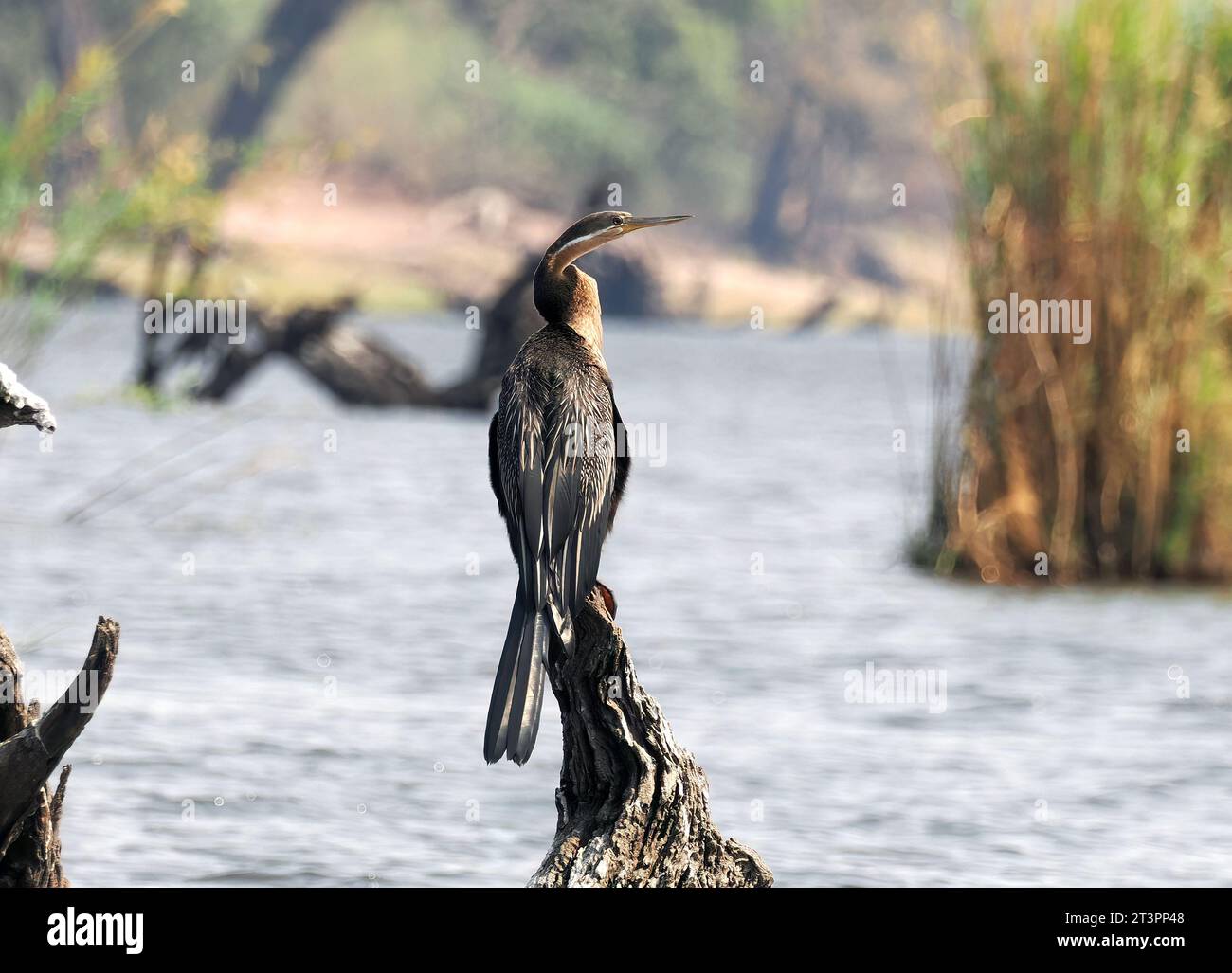 Afrikai kigyonyakumadar hi-res stock photography and images - Alamy