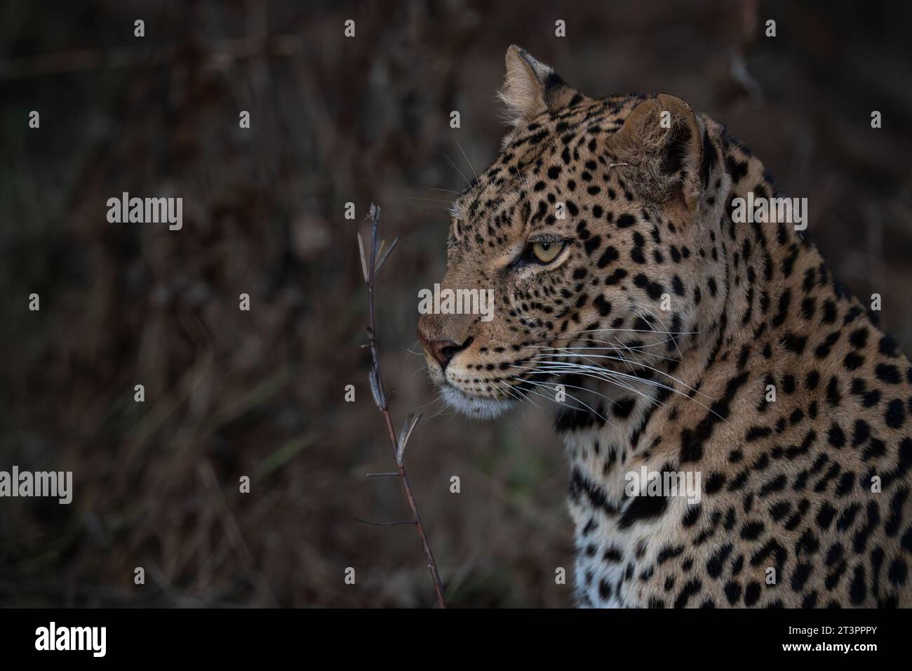 Leopard (Panthera pardus), Mashatu Game Reserve, Botswana Stock Photo ...