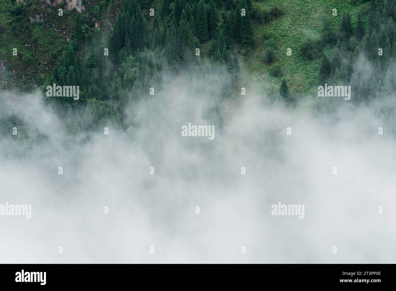 Aerial photography of the hazy primitive forest amidst clouds and mist ...