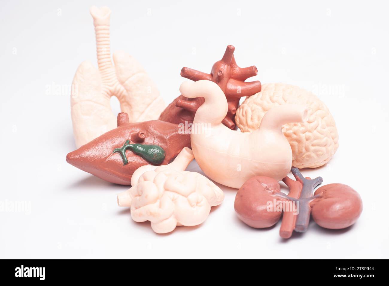 Human internal organs isolated on white background. Medicine and ...