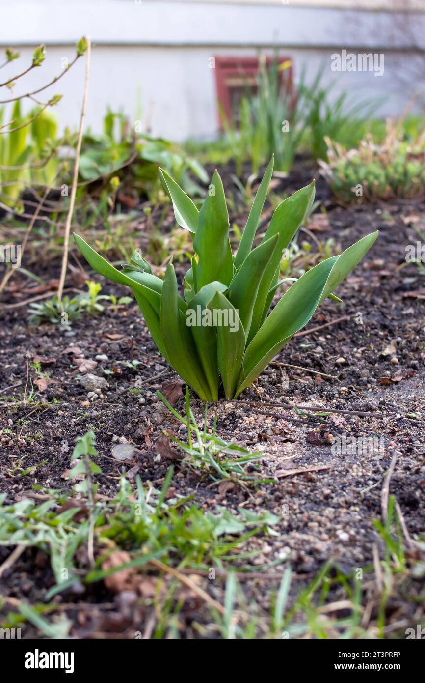 Green stems of a plant in a flower bed close up Stock Photo - Alamy