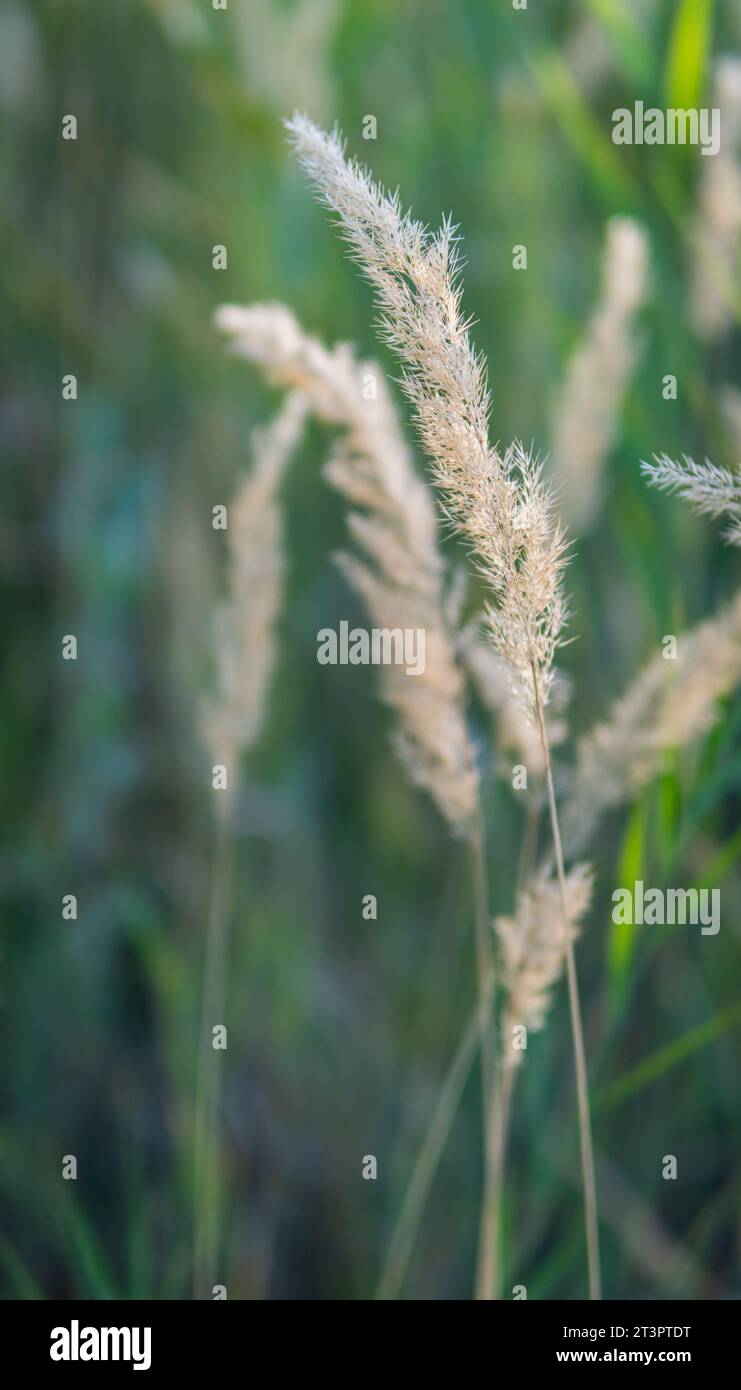 Reeds swaying in breeze hi-res stock photography and images - Alamy