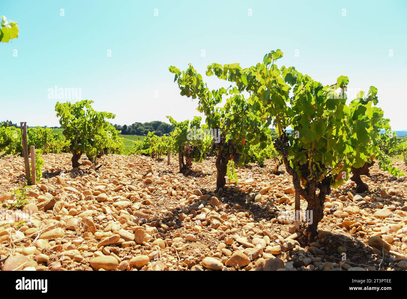 Grapes hang from Vines growing in stone terroir at Chateaux DU pappe ...