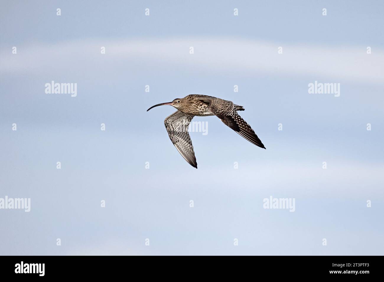 Curlew in flight hi-res stock photography and images - Alamy