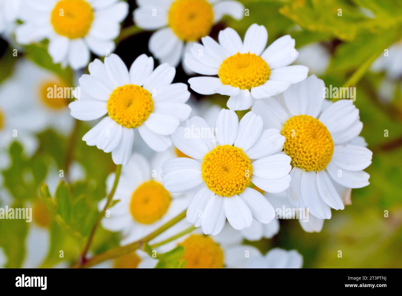 Feverfew (tanacetum parthenium), close up showing a cluster of the ...