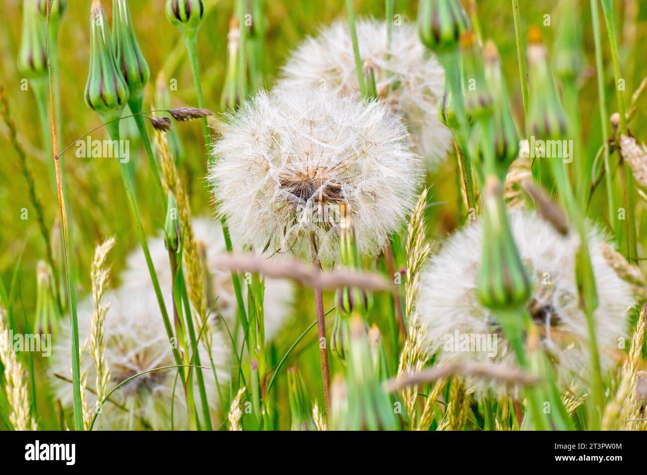 Goatsbeard or Goat's-beard (tragopogon pratensis), close up showing the ...