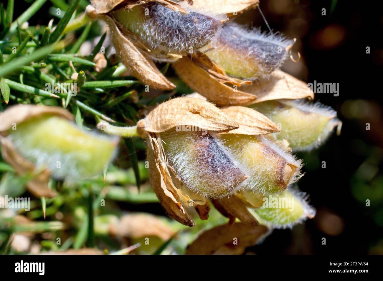 Gorse, Furze or Whin (ulex europaeus), close up showing the seed pods ...