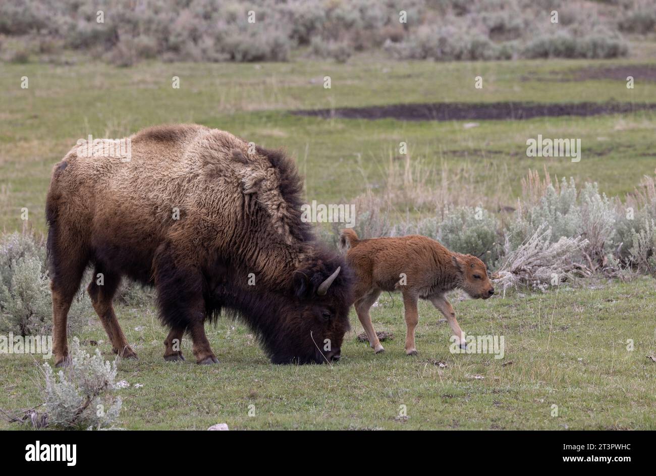 Bison Cow and Calf in Yellowstone National Park in Springtime Stock ...